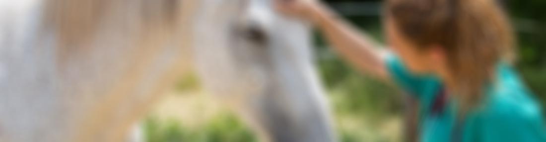 Vacancy | Equine/Small Animal Veterinary Surgeon | Isabelle Vets