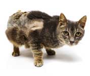 Catrina | Isabelle Vets