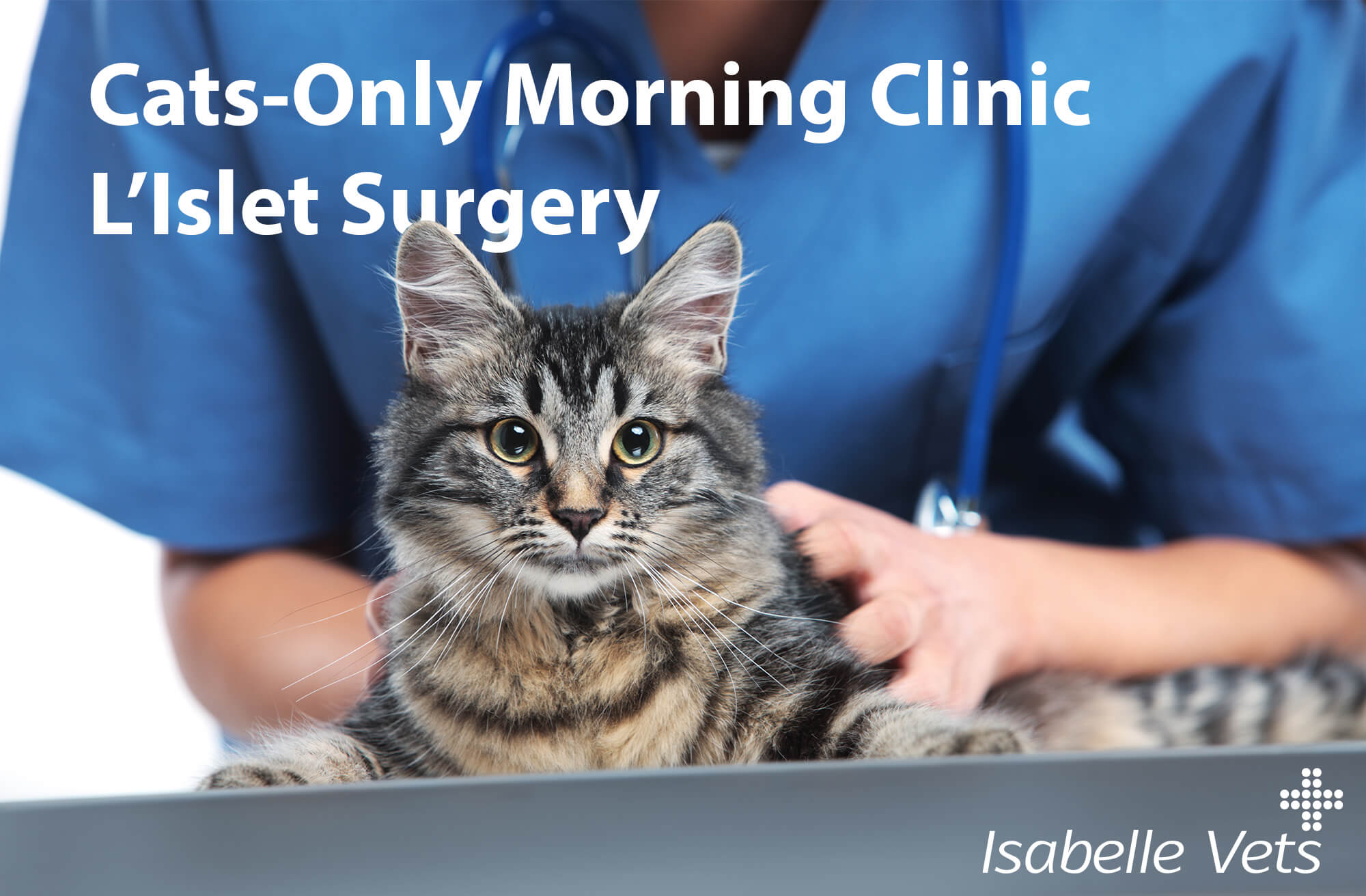 Announcing a trial cats-only clinic | Isabelle Vets