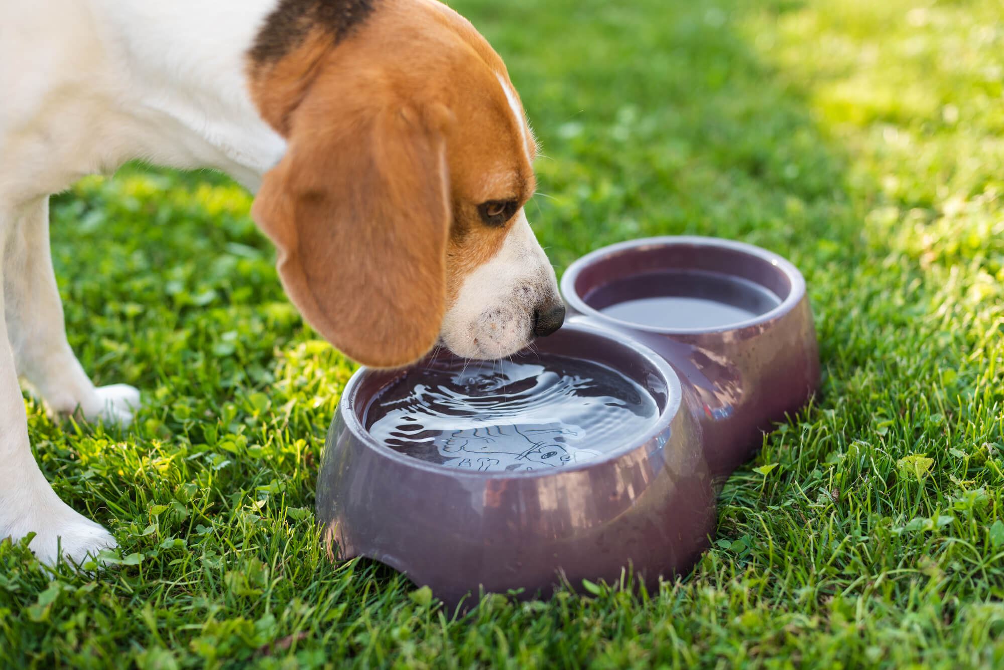 Summertime heat advice | Isabelle Vets