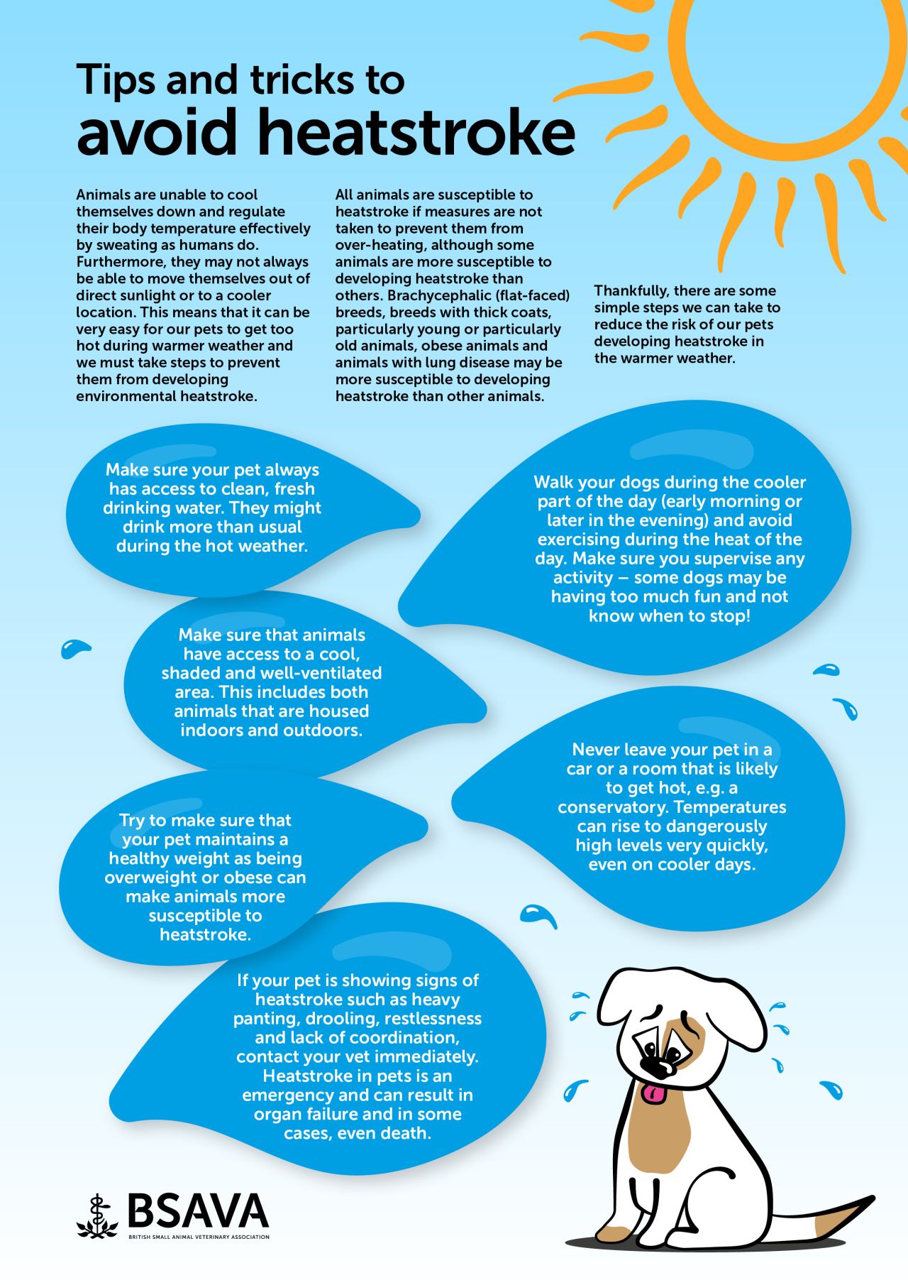 Summertime heat advice | Isabelle Vets